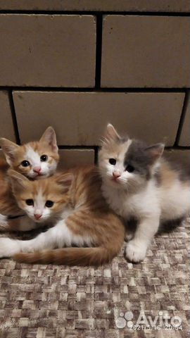 Котята