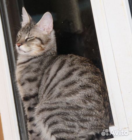 Огромная Чаузи Ф1 (5 мес-65 процентов)