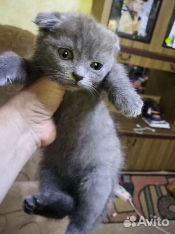 Шотландская