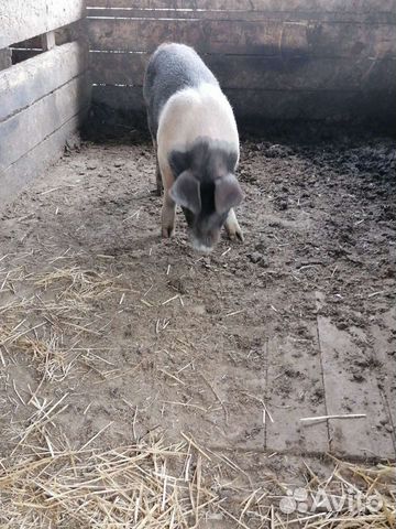 Хряк на племя