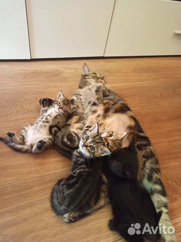 Шотландские котята