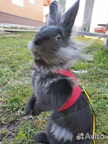 Декоративная молодая кроля