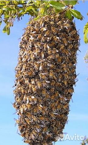 Сниму рой пчел по кмв