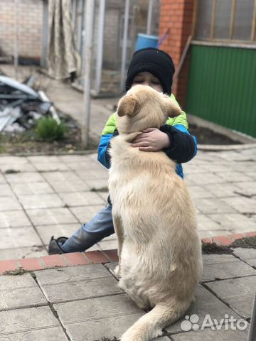 Собака в добрые руки
