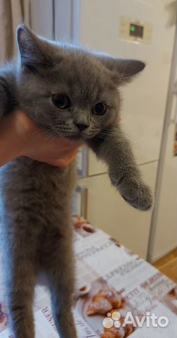 Британская кошка