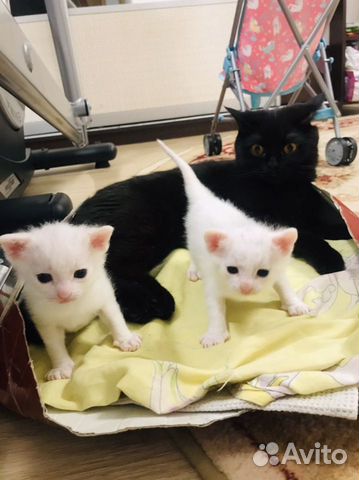 Котята британка+сфинкс