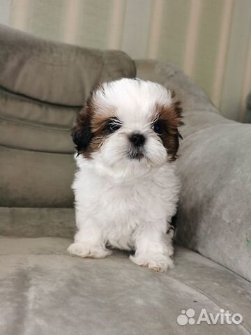 Ши-тцу прекрасные