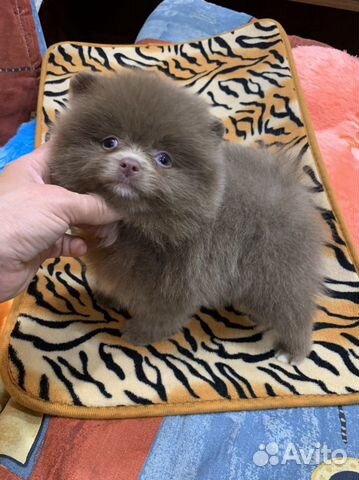 Померанский шпиц лиловая Пупся