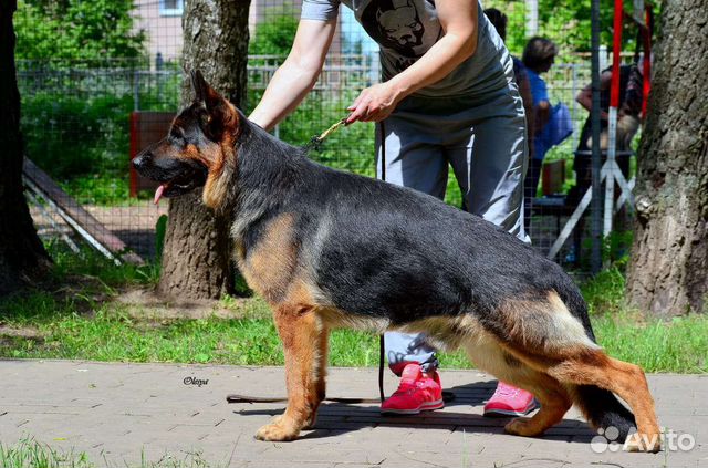 Титулованный кобель для вязки