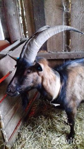 Чешские козы