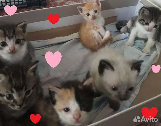 Кошка в дар