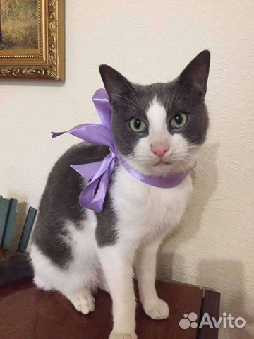 Удивительный котик подарите дом