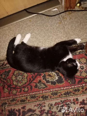 Котики бесплатно