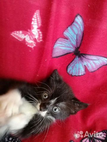 Котенок 1.5 месяца девочка