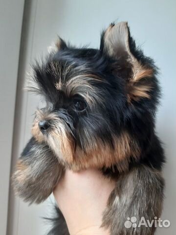 Малышечка Йорка