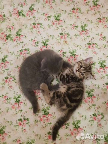 Котята шотландские