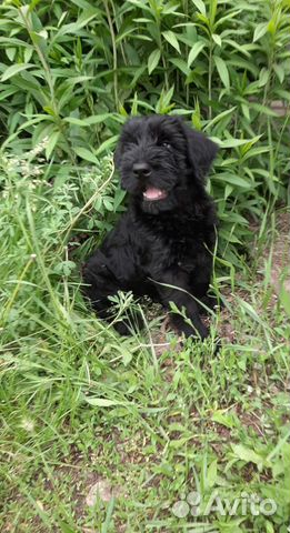 Ризеншнауцер