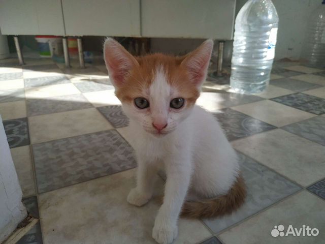 Котята