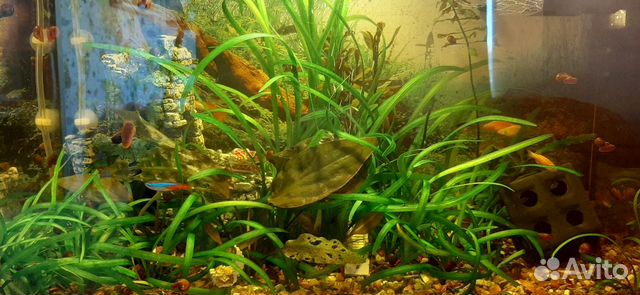 Аквариумное растение