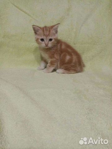 Шотландские котятки