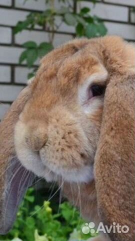 Сукрольная крольчиха