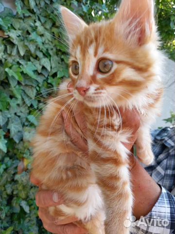 Красивые котята