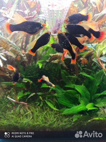 Пецилия гавайская