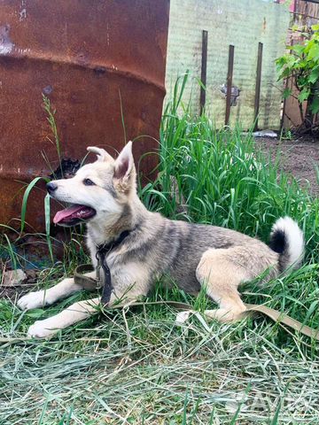 Щенок фенотип лайки