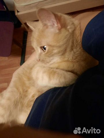 Кот