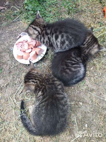 Быстро котята в дар