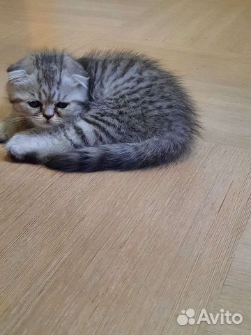 Шотландская вислоухая кошка