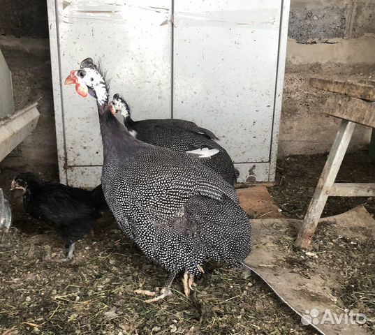 Цесарки самцы