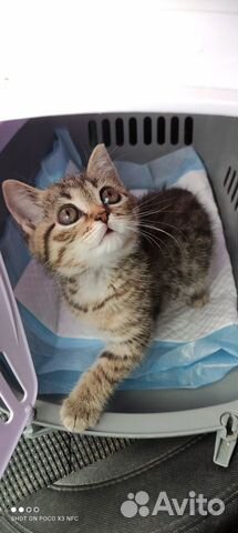 Британочка в дар