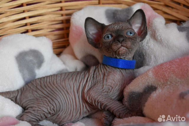 Канадский сфинкс, супер морщинистый