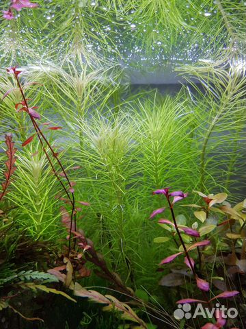 Аквариумное растение погостемон эректус