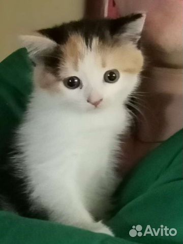 Кошка в дар