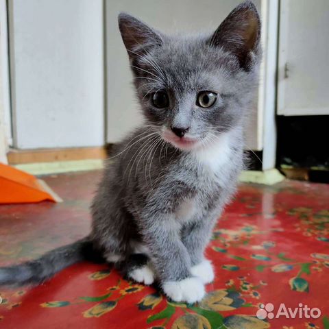 Отдам котят. Котята ищут новый дом