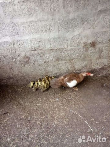 Продам утку с утятами
