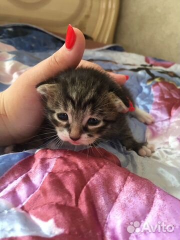 Коты