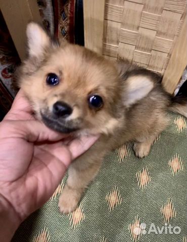 Чихуахуа ушастый Лисенок