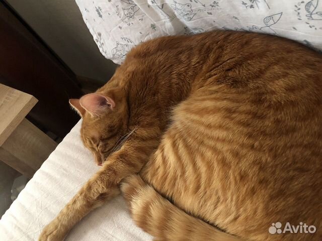 Кошка не продается