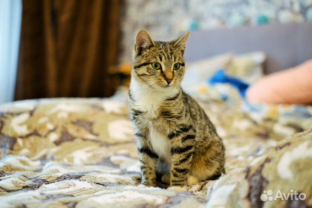 Потрясающий котик в добрые руки, бесплатно