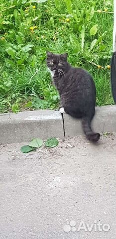 Британский кот ищет дом 1годик