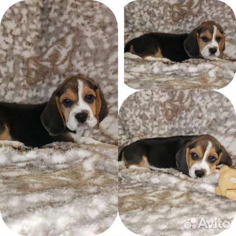 Бигль дети с РКФ