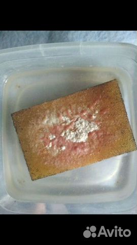 Аулофорус живой корм