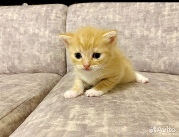 Котенок из Шрека