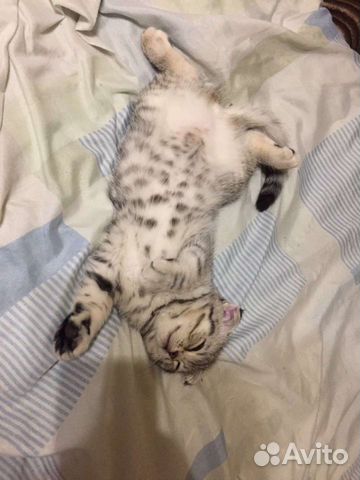 Кошка британка вислоухая