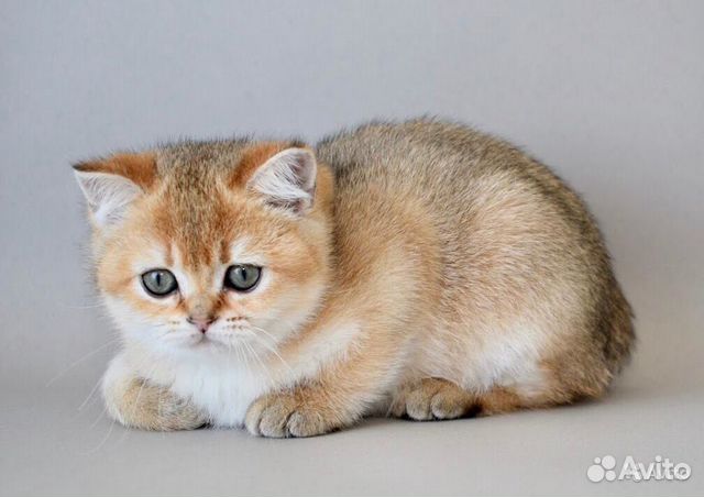 Клубный британский котик