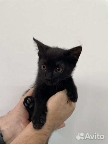 Кот который приносит счастье