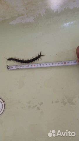 Сколопендра крымская